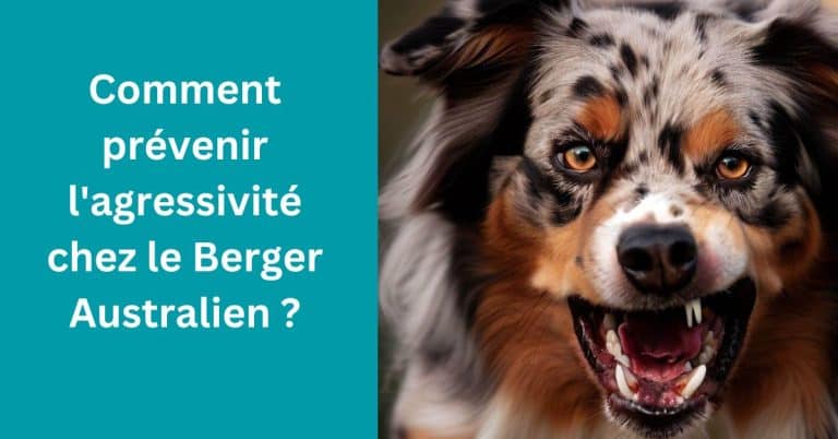 Prévenir l'agressivité chez le chien Berger Australien: Conseils ...